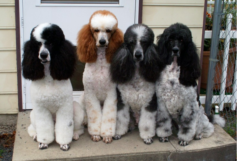 La nascita di una nuova razza – Raffaella Gallo